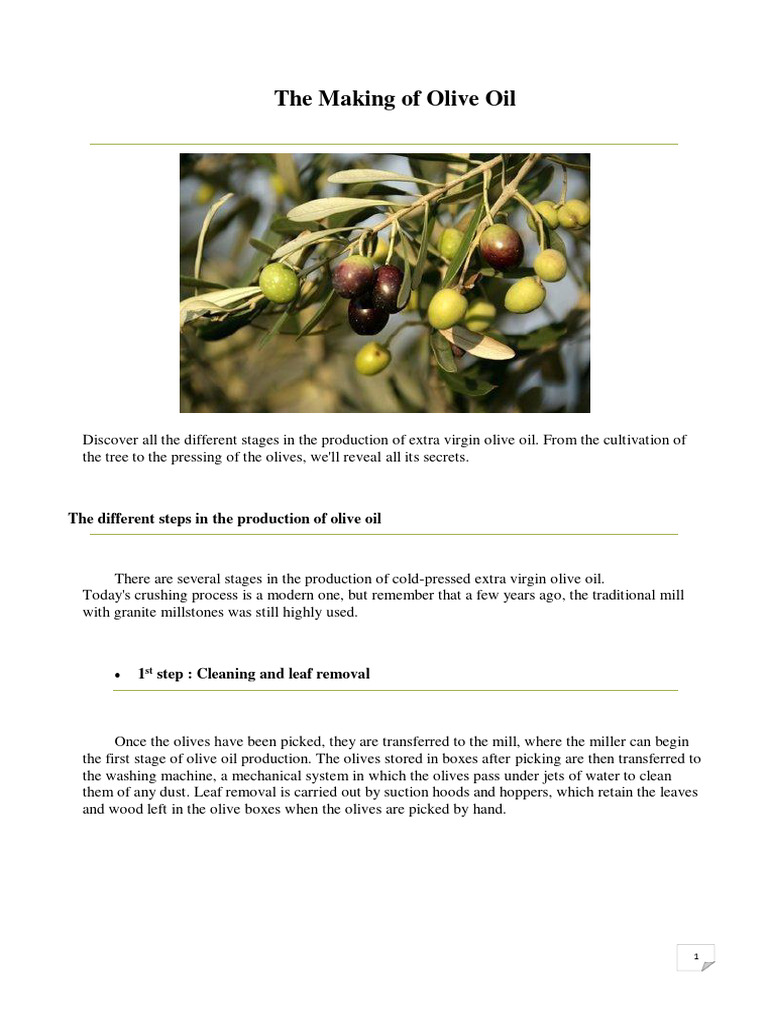 The Making of Olive Oil | PDF | Olive | Oil