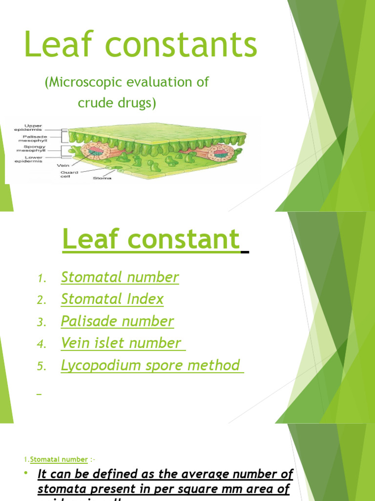 Leaf Constant | PDF | Stoma | Leaf