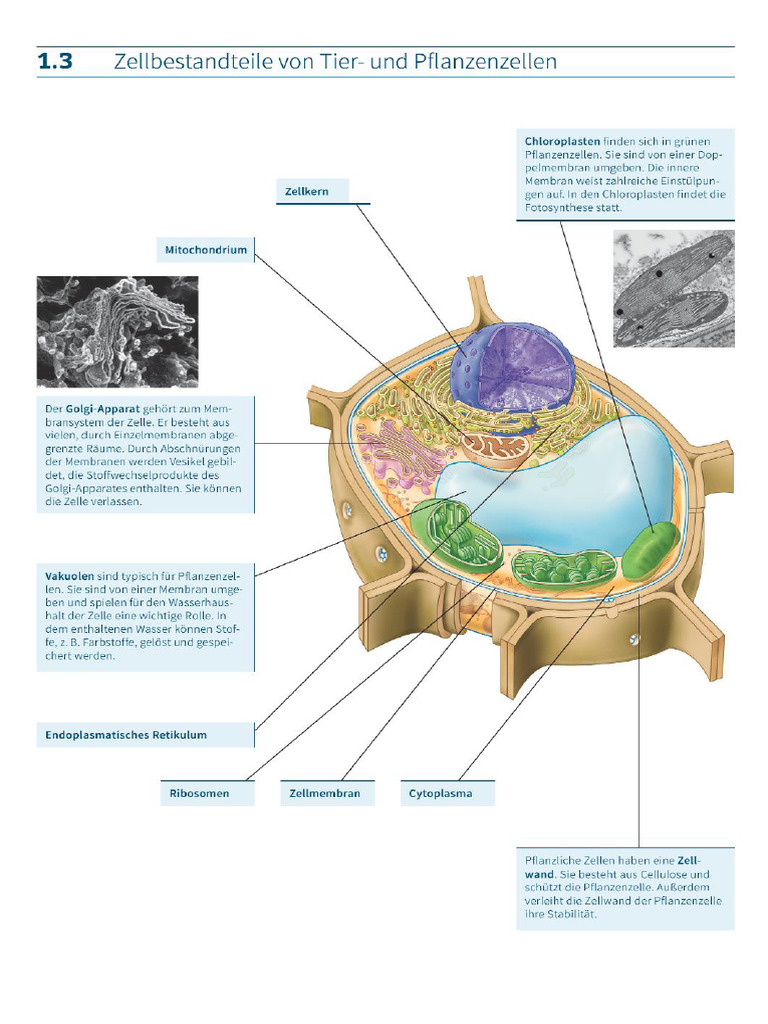 2022-09-01 Pflanzliche Und Tierische Zelle | PDF