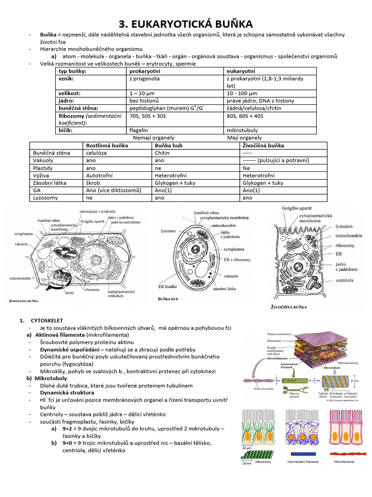 Otázka 3 - Eukaryotní Buňka | PDF
