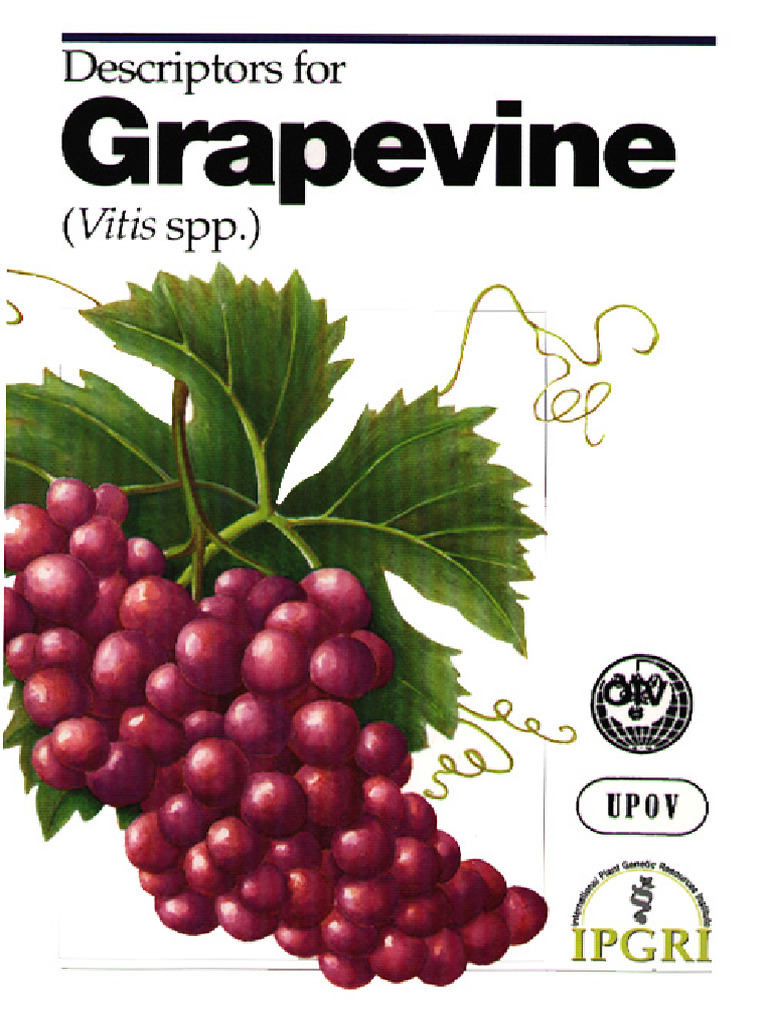 393 Descriptors For Grapevine Vitis Spp. | PDF | Loam | Rock (Geology)
