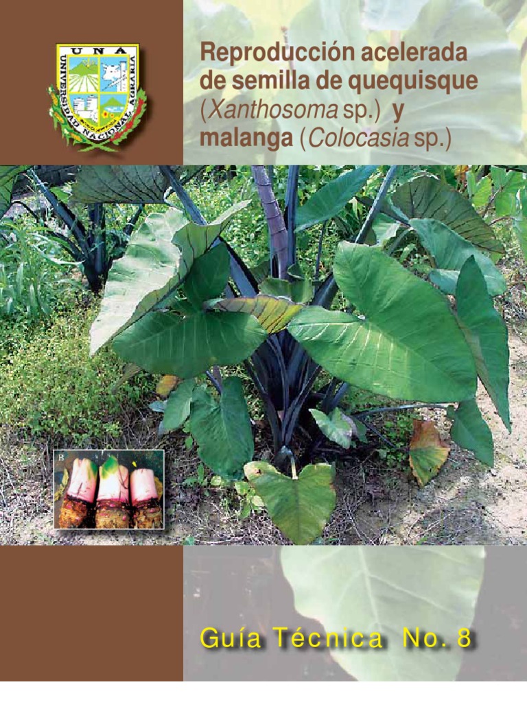GUIA-TECNICA malanga | Siembra | Plantas