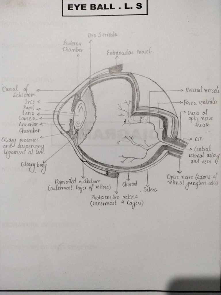 Ophthal Diagrams | Download Free PDF | Cornea | Vision