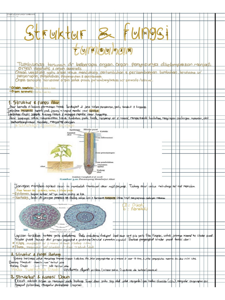 Struktur Tumbuhan | PDF