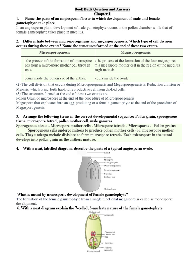 Angiosperm Gametophyte Development Explained | PDF | Menstrual Cycle ...