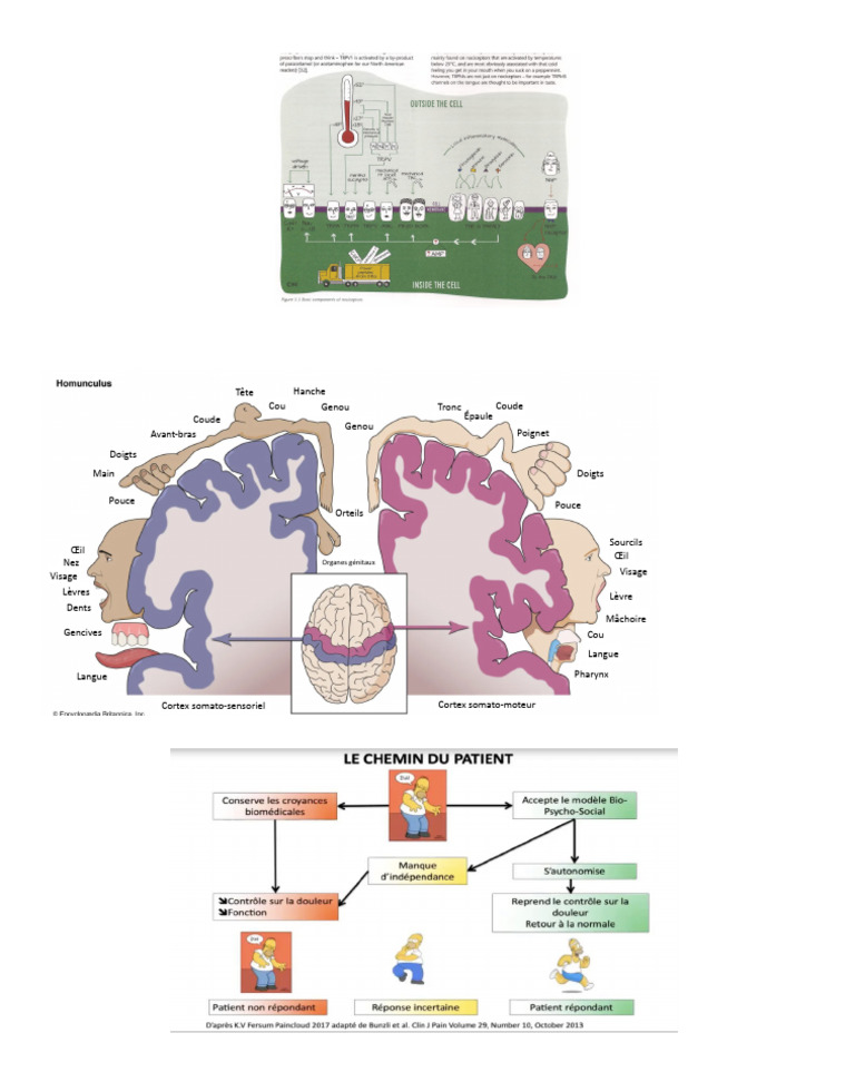 Schema Partie I | PDF | Cheveux | Physiologie