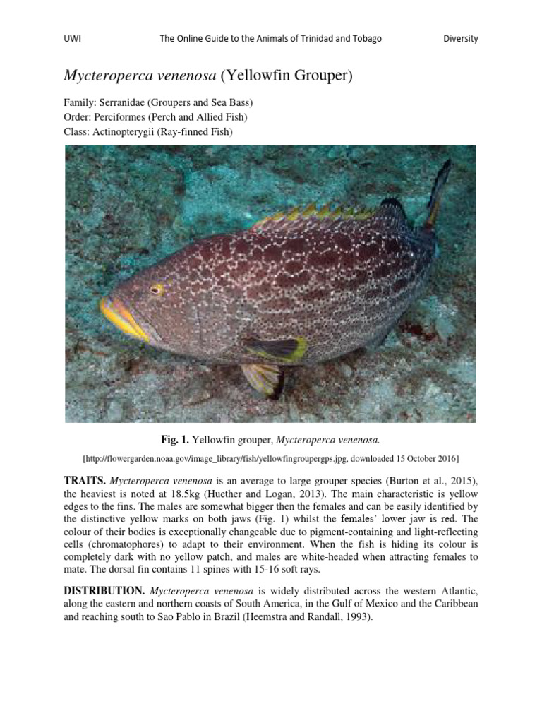 Mycteroperca - Venenosa - Yellowfin Grouper | PDF | Fish