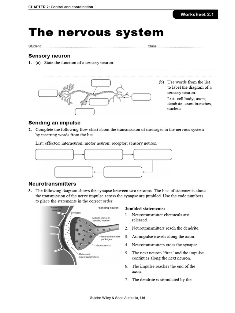 Worksheet-2.1 Nervous system | Download Free PDF | Neuron | Synapse