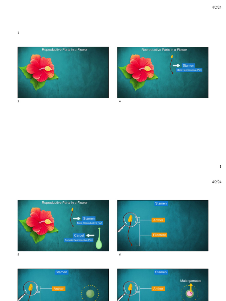 Booklet 8 - Angiosperm REPRODUCTION | PDF | Fertilisation | Reproduction