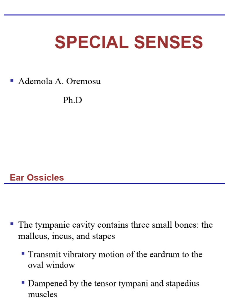 Neuroanatomy | Download Free PDF | Auditory System | Ear