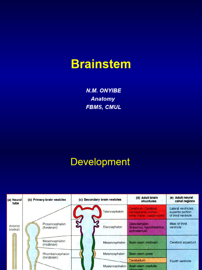 Brainstem BSC | PDF | Brainstem | Cerebellum