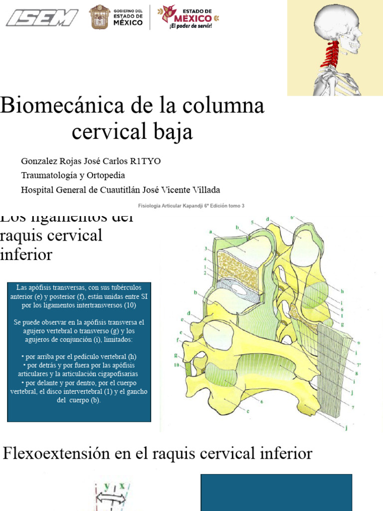 Biomecánica de La Columna Cervical Baja | PDF | La columna vertebral ...