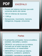 Anatomía del Tectum y Tegmentum | PDF | Anatomía | Cerebro