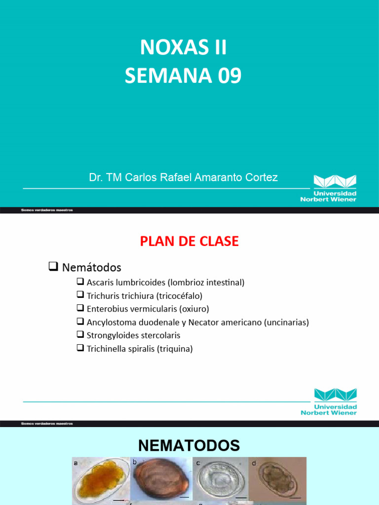 Teoria Noxas II - Semana 09 | PDF