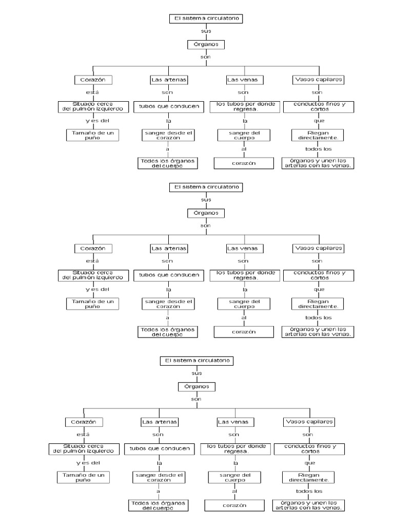 Funciones del Sistema Circulatorio Humano | PDF | Corazón | Sistema ...