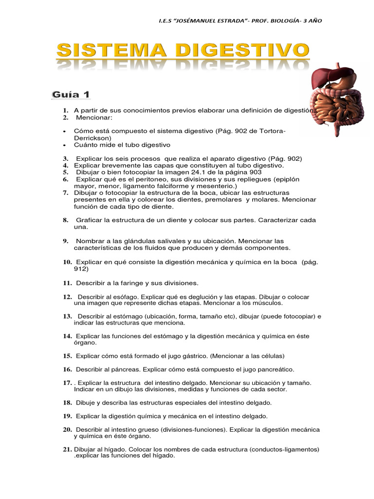 Sistema Digestivo - Guía | PDF | Sistema digestivo humano | Digestión