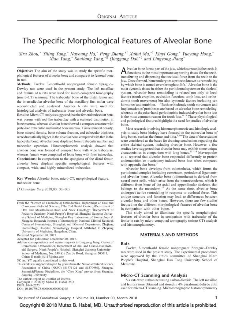 The Specific Morphological Features of Alveolar Bone 2018 | PDF | Bone ...