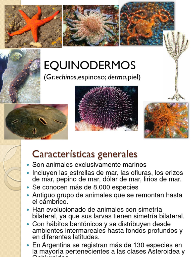 Teoría Equinodermos | PDF | Zoología