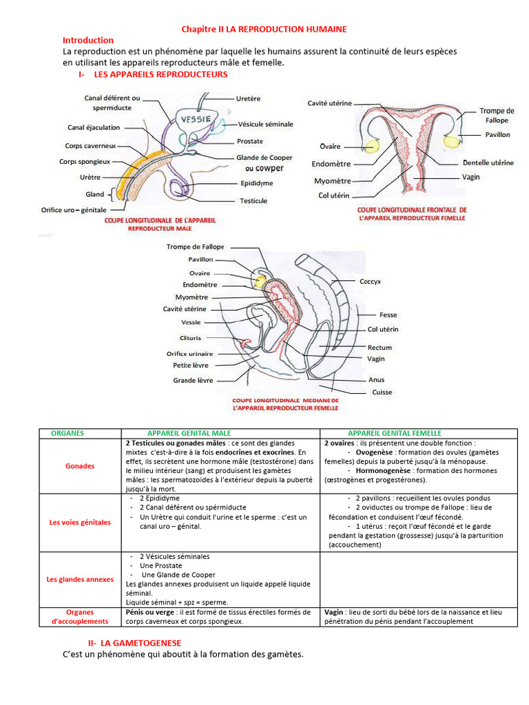 Reproduction humaine : appareils et gamètes | PDF | Cycle menstruel ...