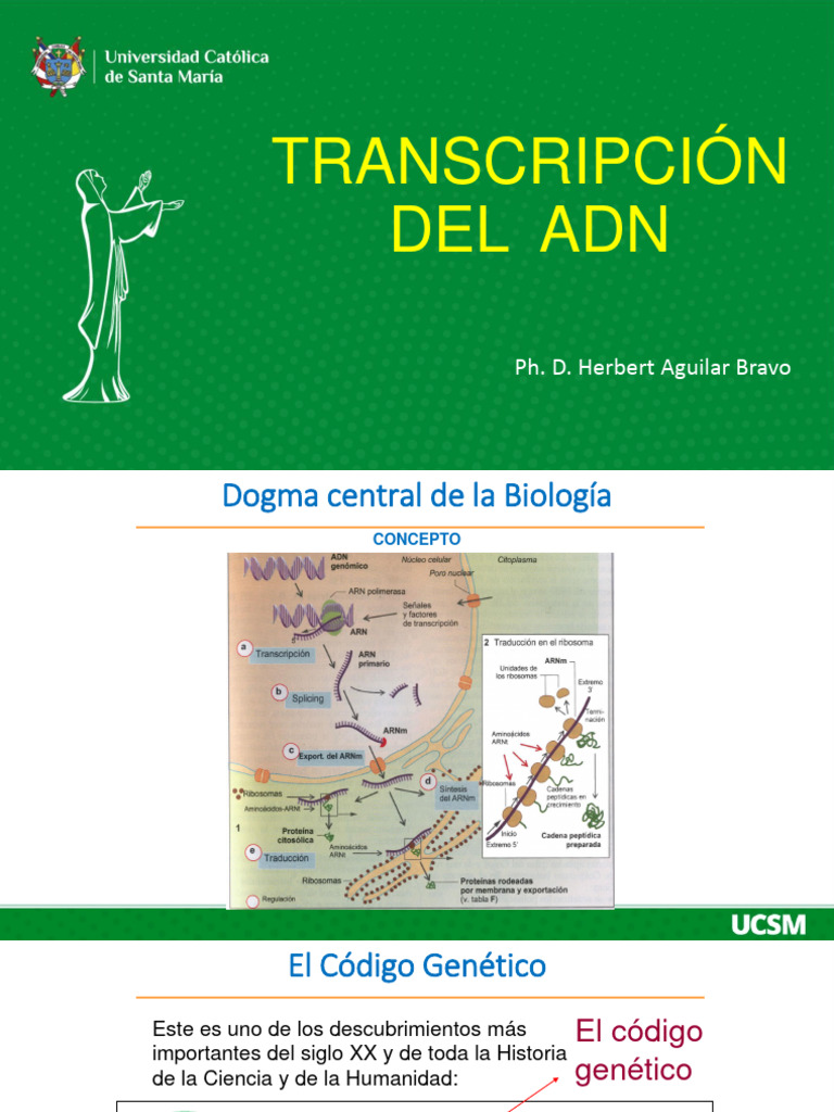 Okey Transcripción Del Adn | PDF | Rna | Adn