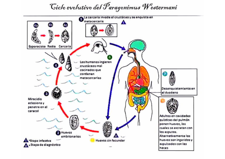 Ciclo Evolutivo Del Paragonimus | PDF