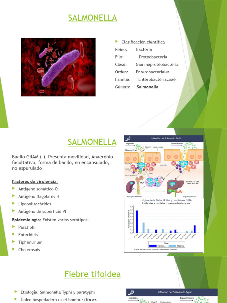 Cópia de SALMONELLA | PDF | Salmonela | Microbiología