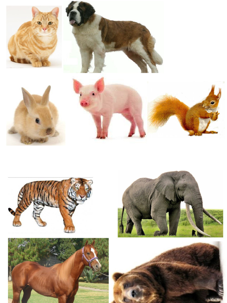 Animales Terrestres | PDF