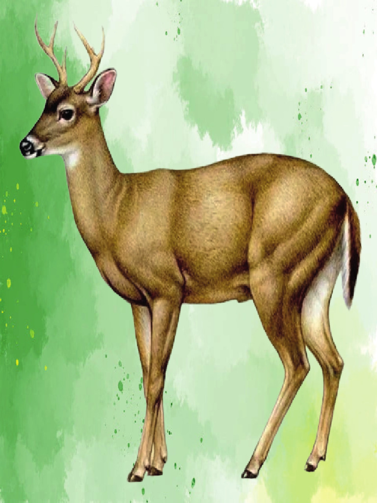 Venado | PDF