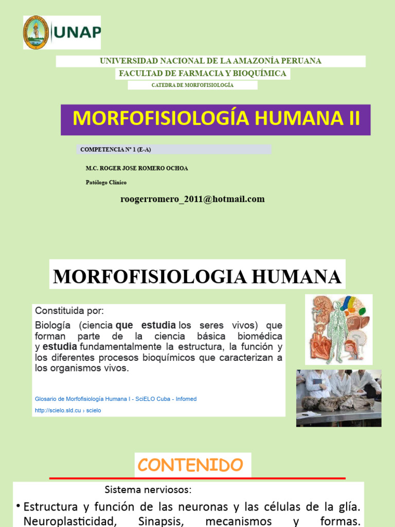 Morfofisiología del Sistema Nervioso | PDF | Axon | Neurona