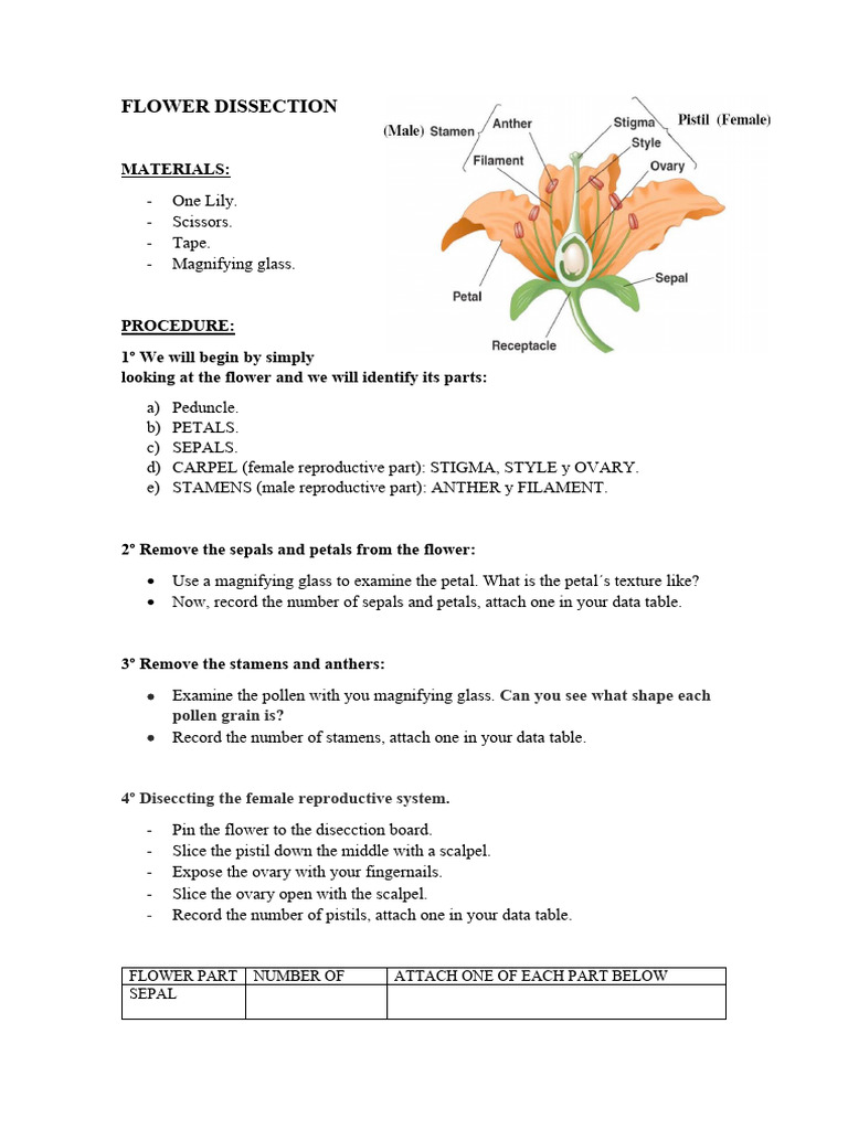 Lily Flower Dissection Guide | PDF