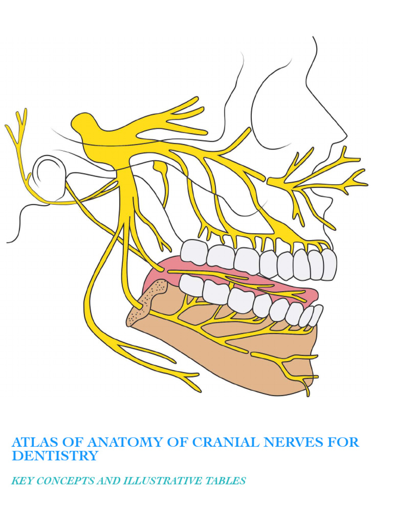 The Wand - Atlas Nerve Compressed | PDF | Human Head And Neck | Anatomy