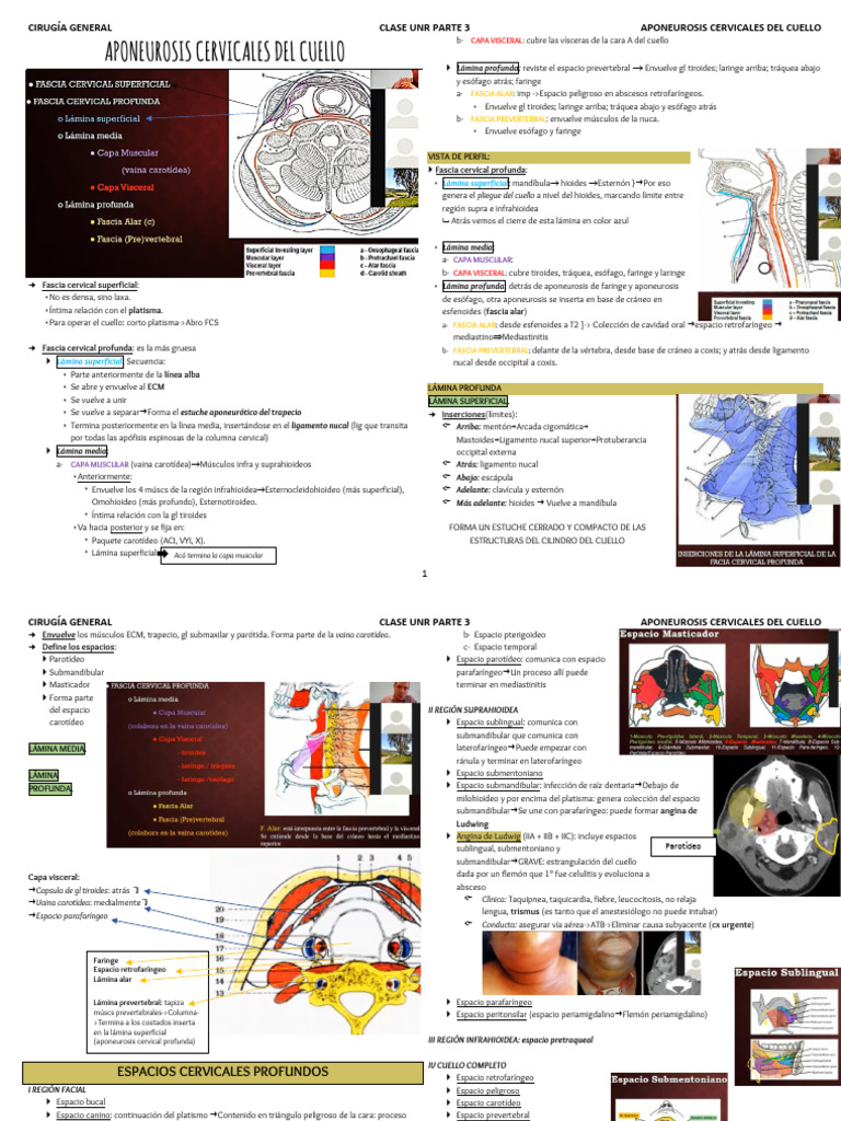 Anatomía de las Aponeurosis Cervicales | PDF | Sistema ...