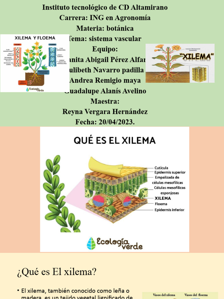 Que Es El Floema y Xilema | Descargar gratis PDF | Plantas | Raíz