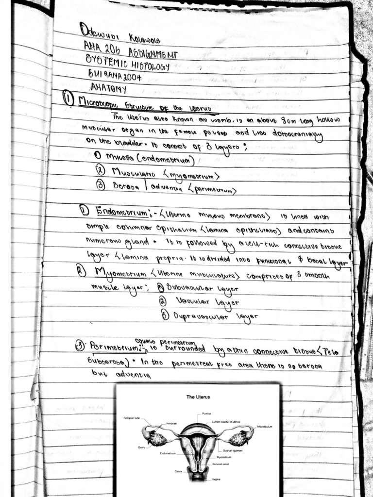 ANA 206 Assignment 2 | PDF