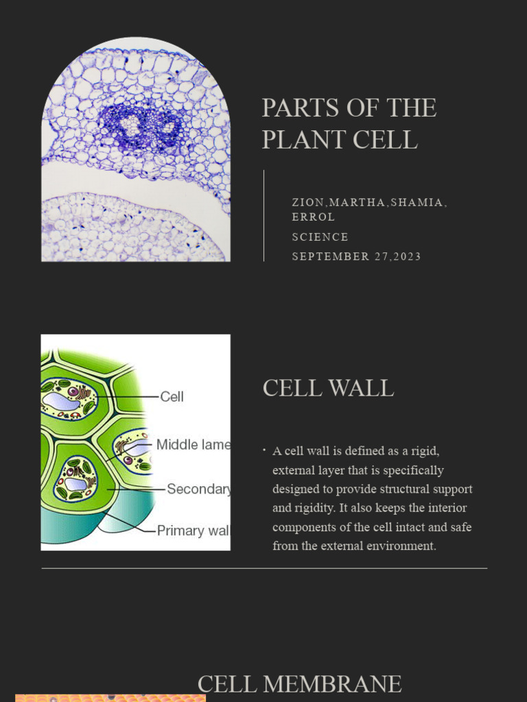 Plant Cell | PDF | Cell (Biology) | Endoplasmic Reticulum
