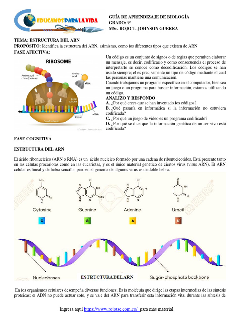 Estructura y Tipos de ARN en Biología | PDF | Rna | Adn