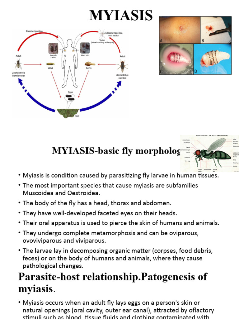 Myiasis, SB | Download Free PDF | Fly | Parasitism