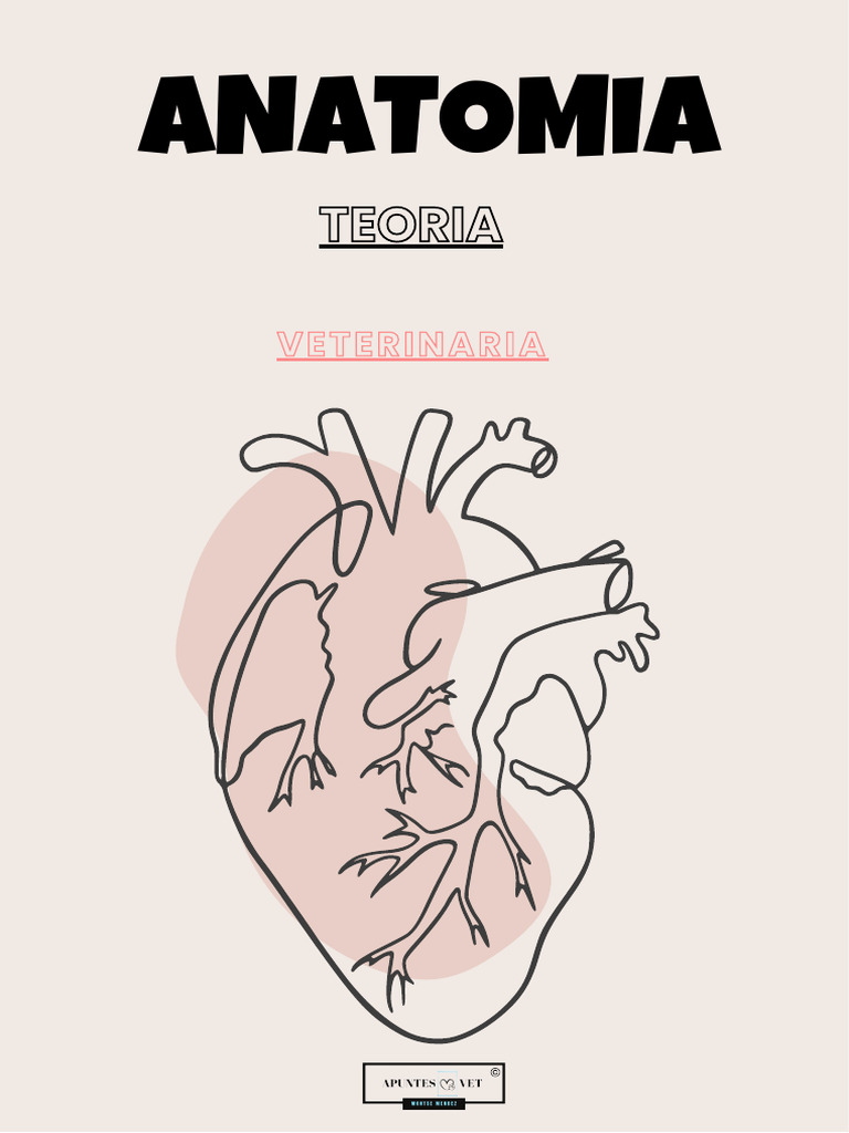 Teoria Anatomia Pdf La Columna Vertebral Tórax