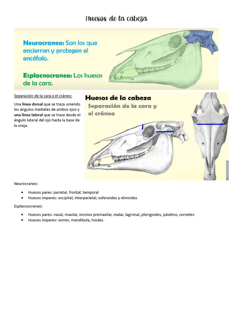 Anato 2 Huesos de La Cabeza | PDF | Articulación | Cráneo