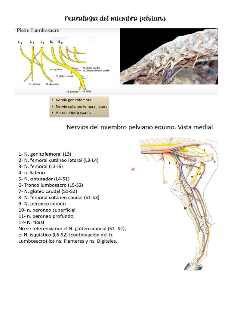 Anatomía del Plexo Lumbosacro y Nervios | PDF | Anatomía del miembro inferior | Sistema ...