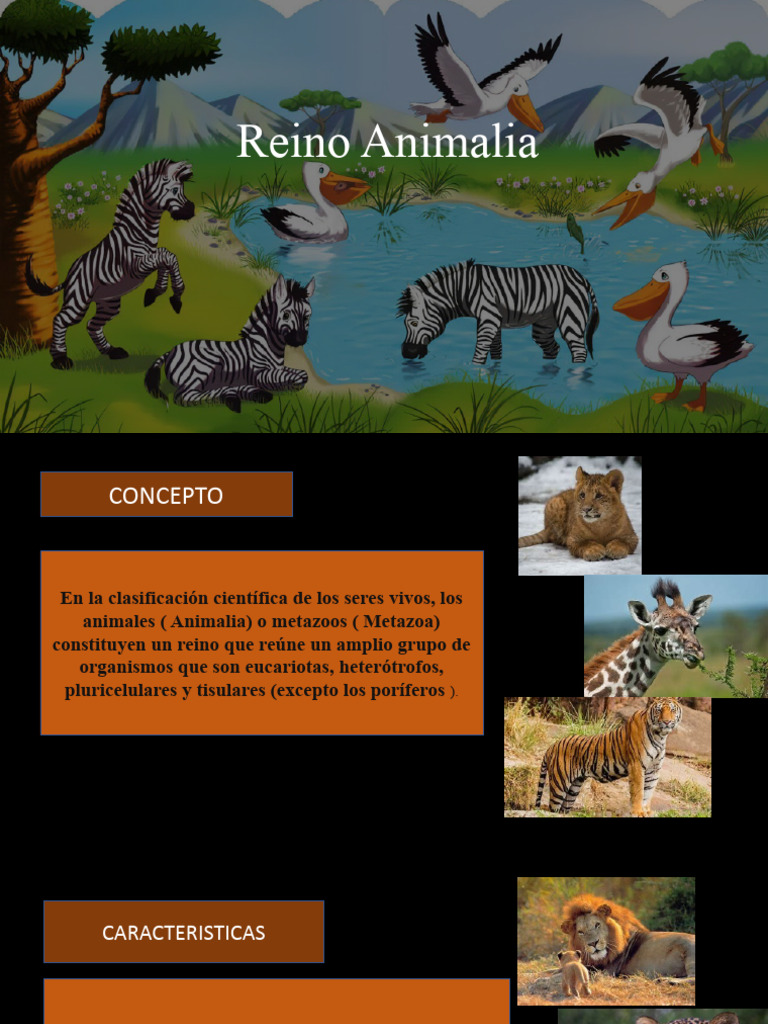 El Reino Animalia | PDF