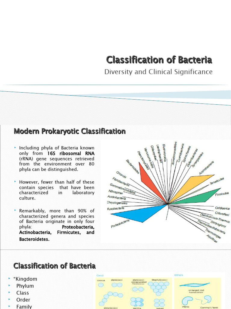 L7. Classification of Bacteria. Dr. Eldores Sula | PDF | Gram Negative ...