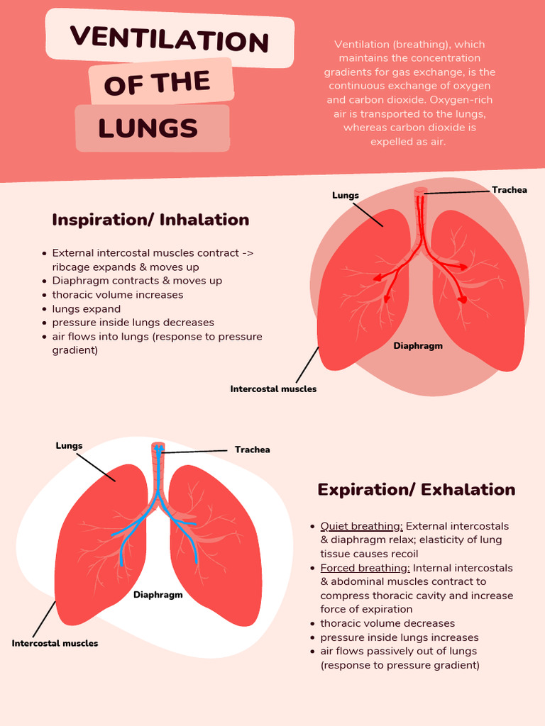 Lung Ventilation Process Explained | PDF | Breathing | Exhalation