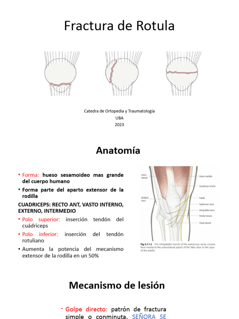 FX de Rotula | PDF | Rodilla | Anatomía del miembro inferior