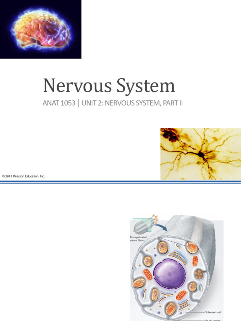 ANAT 1053 Unit 2 Nervous System, Part II Prof Lecture Fall 2021 | PDF ...