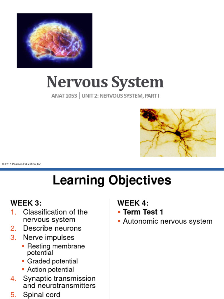 ANAT 1053 Unit 2 Nervous System Part 1 Prof Slides Fall 2021 | Download Free PDF | Axon ...