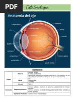 Cápsula de Tenon: Anatomía y Tenonitis | PDF | Ojo humano | Ojo