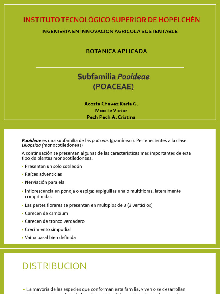 Características de la Subfamilia Pooideae | PDF | Trigo | Botánica