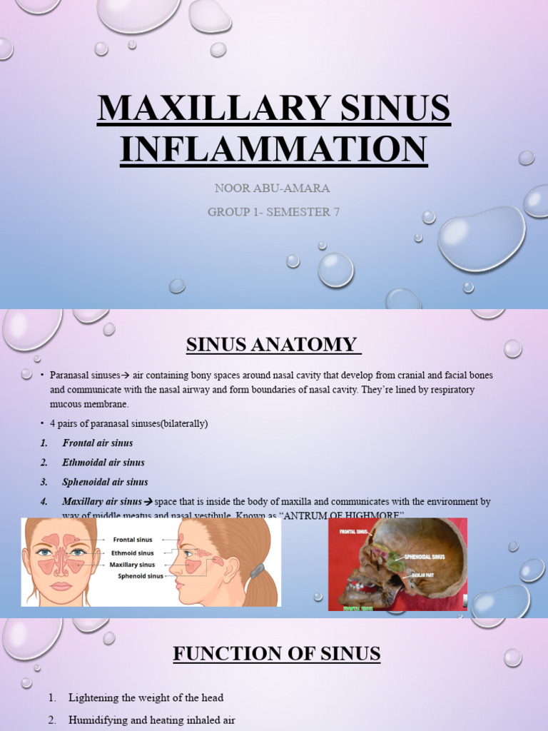 Maxillary Sinus Inflammation Overview | PDF | Human Nose | Human Anatomy