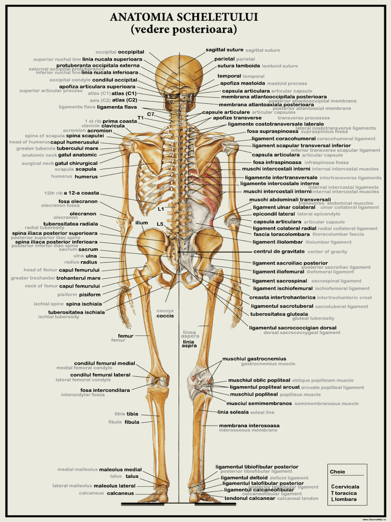 780-Anatomia Scheletului - Vedere Posterioara | PDF